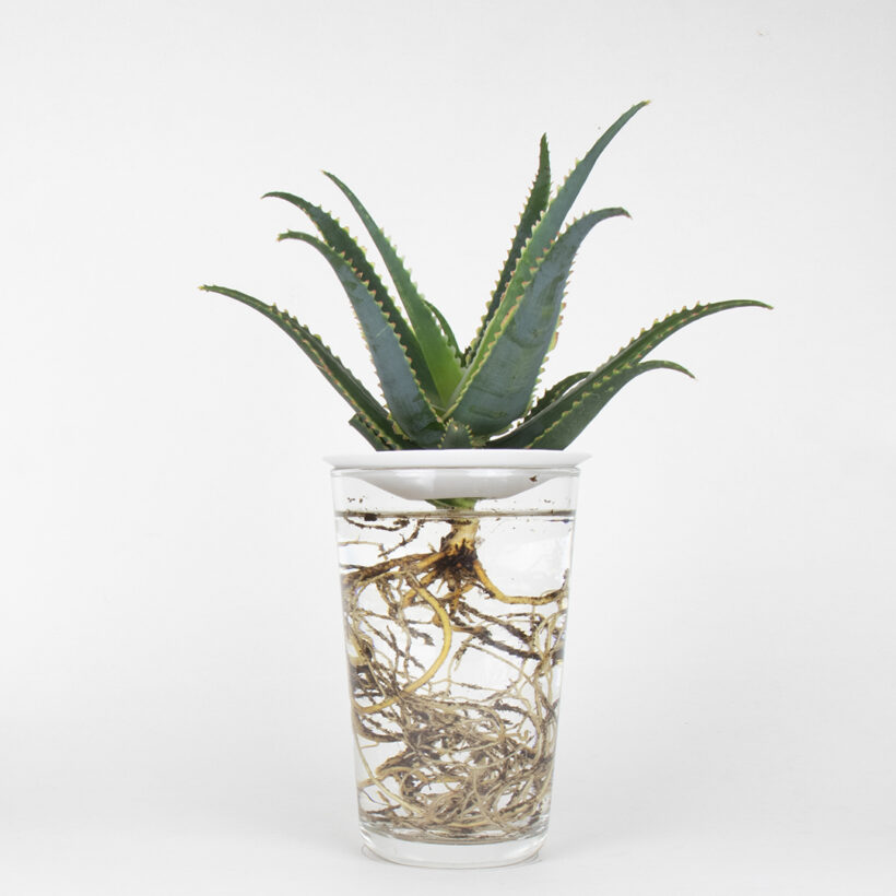 How to grow succulents and cacti in water (hydroponically) - Botanopia