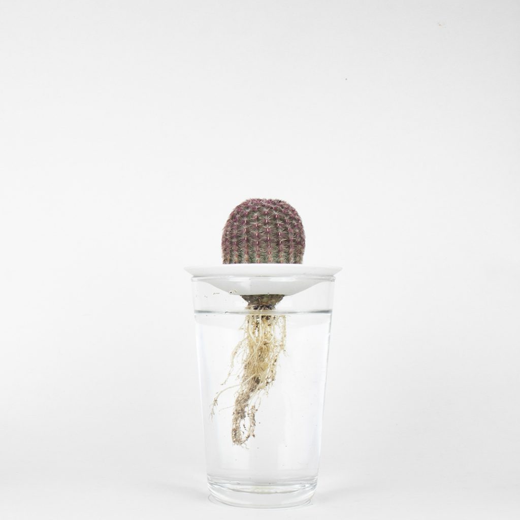 How to grow succulents and cacti in water (hydroponically) - Botanopia