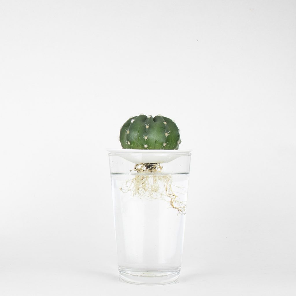 How to grow succulents and cacti in water (hydroponically) - Botanopia