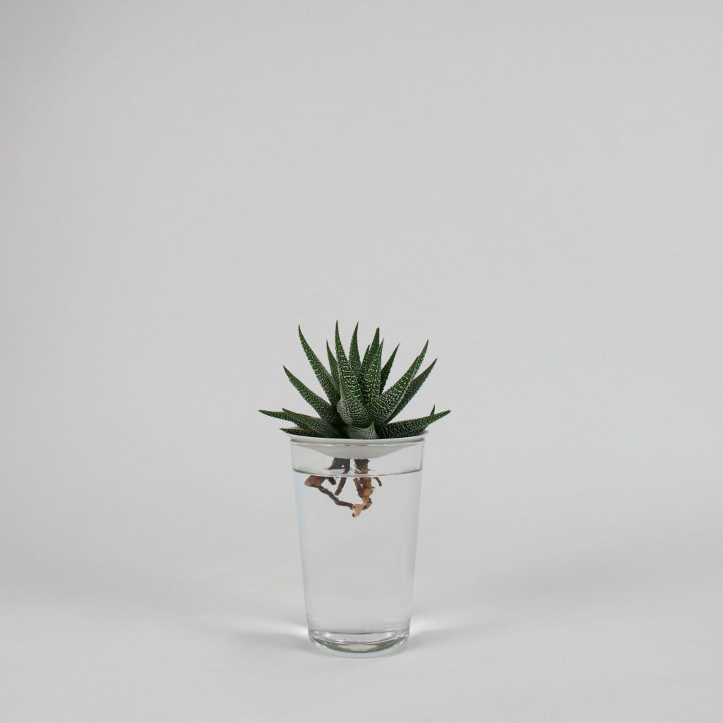 How to grow succulents and cacti in water (hydroponically) - Botanopia