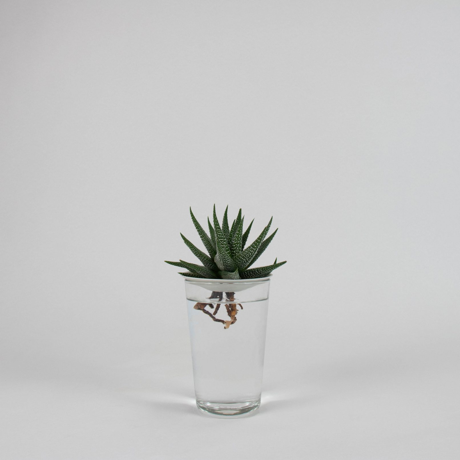 How to grow succulents and cacti in water (hydroponically) - Botanopia