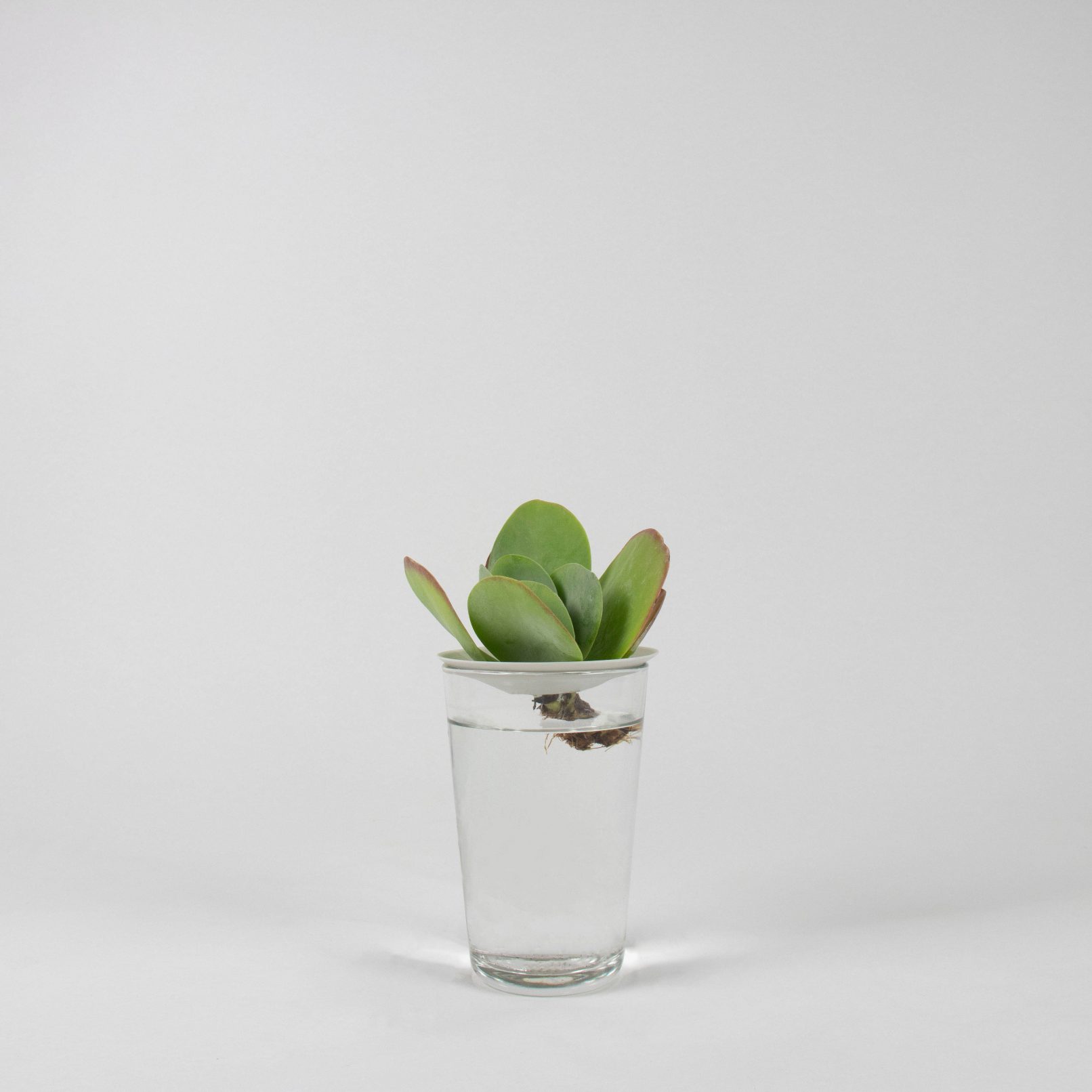 How to grow succulents and cacti in water (hydroponically) - Botanopia