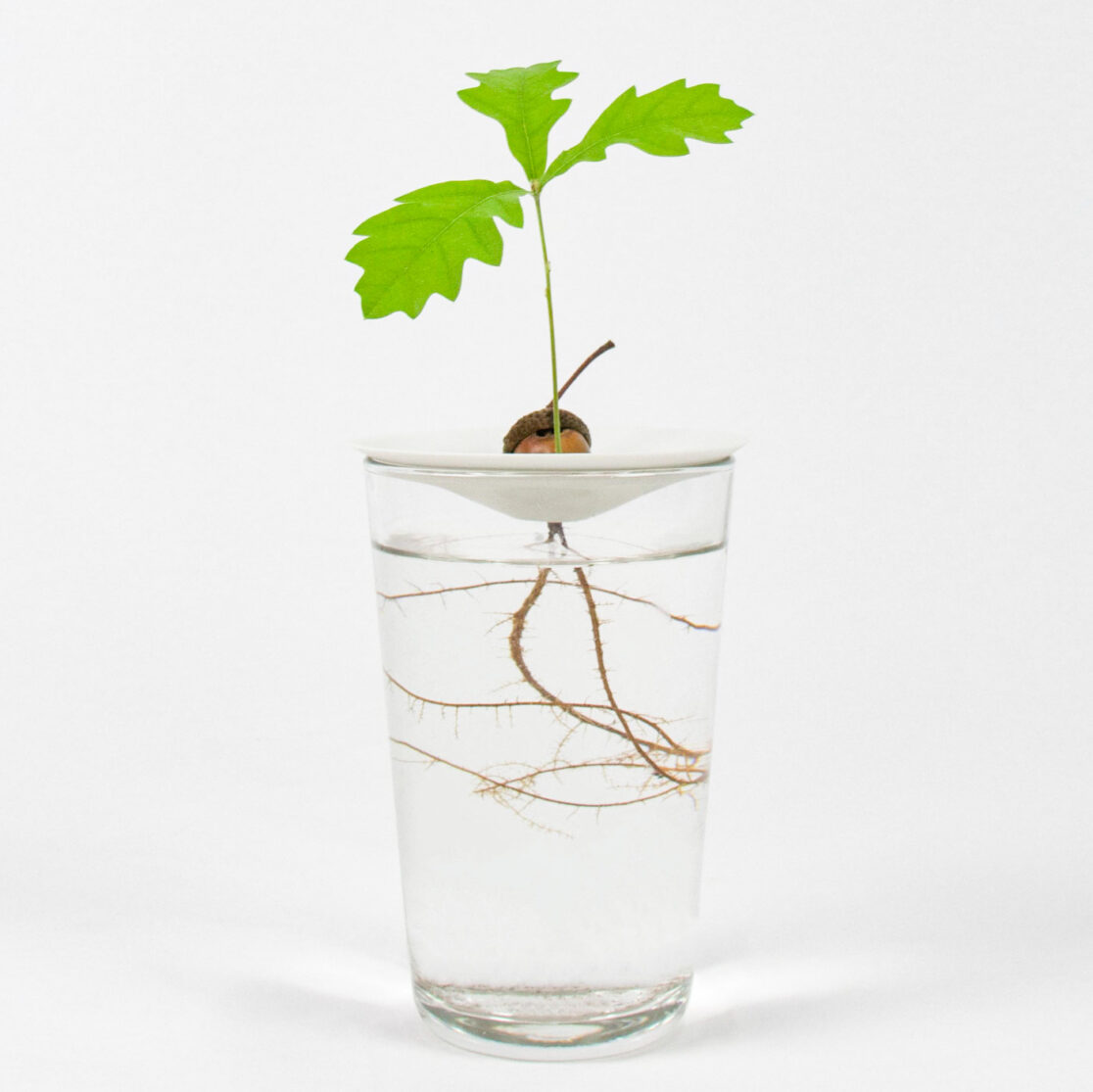 How to grow an acorn in water and transform it into a tiny oak - Botanopia