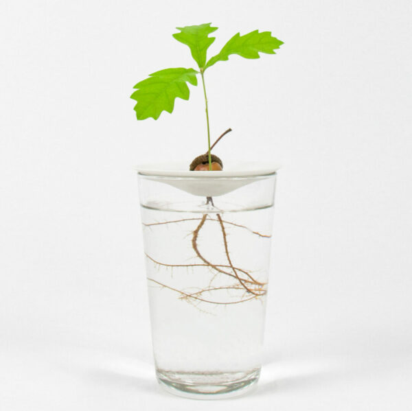 How to grow an acorn in water and transform it into a tiny oak - Botanopia