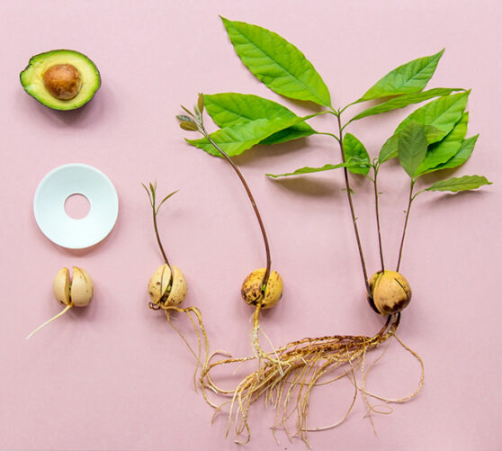 The ultimate guide to growing your own avocado pit every time. - Botanopia