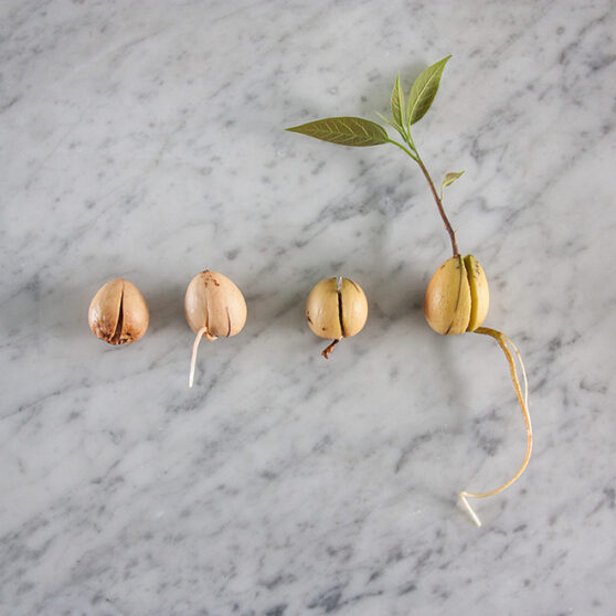 The ultimate guide to growing your own avocado pit every time. - Botanopia