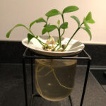 How to grow your lemon pips and citrus seeds into plants- Botanopia