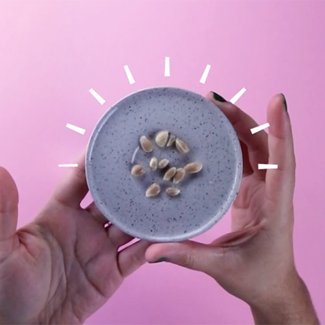 How to grow your lemon pips and citrus seeds into plants- Botanopia