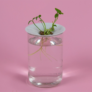 How to grow your lemon pips and citrus seeds into plants- Botanopia