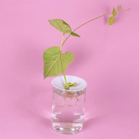 How to germinate beans and legumes in water - Botanopia