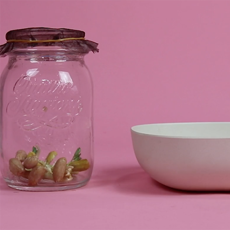 How to grow peanuts in water - video tutorial - Botanopia