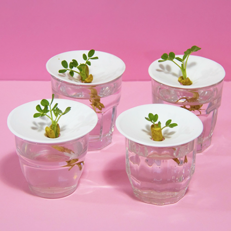 How to grow peanuts in water - video tutorial - Botanopia