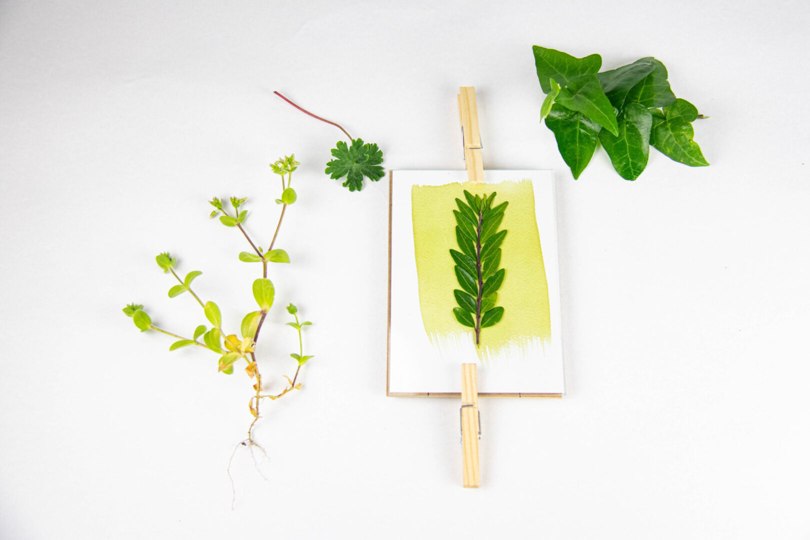 Cyanotype Kit – DIY kit to make your own blueprints - Botanopia