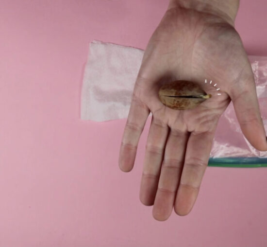 How to successfully germinate pecans in water in 4 easy steps