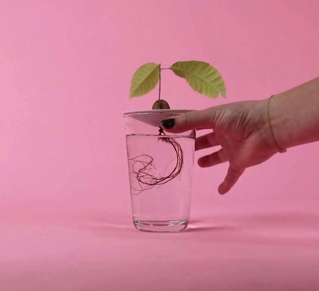 How to successfully germinate pecans in water in 4 easy steps