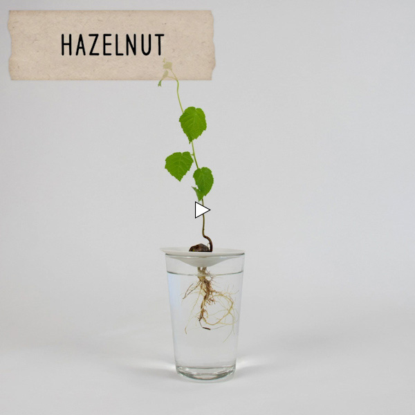 Porcelain Germination & Propagation Plate size S - Botanopia