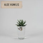 Porcelain Germination & Propagation Plate size L