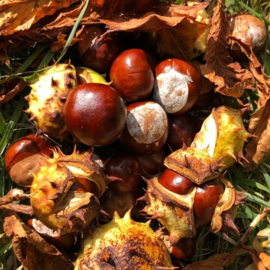 How to grow a horse chestnut in water - Botanopia