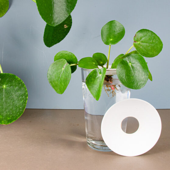 Porcelain Germination & Propagation Plate size L