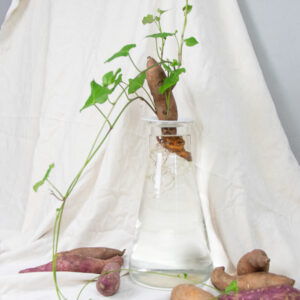 Porcelain Germination & Propagation Plate size L