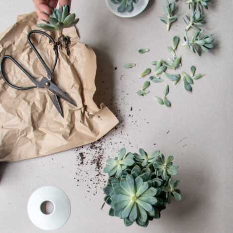 Porcelain Germination & Propagation Plate size L