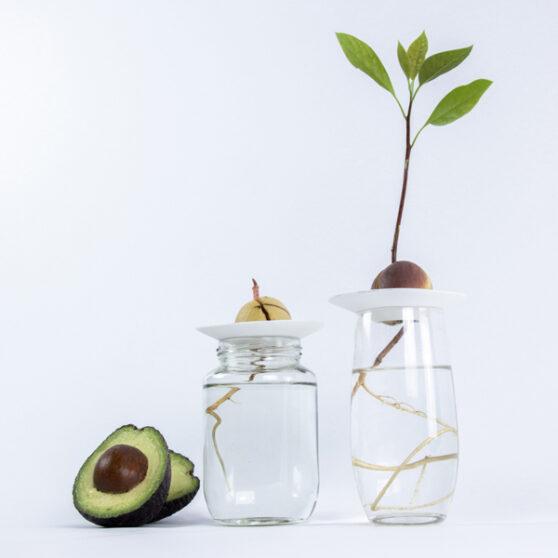 Porcelain Germination & Propagation Plate size L