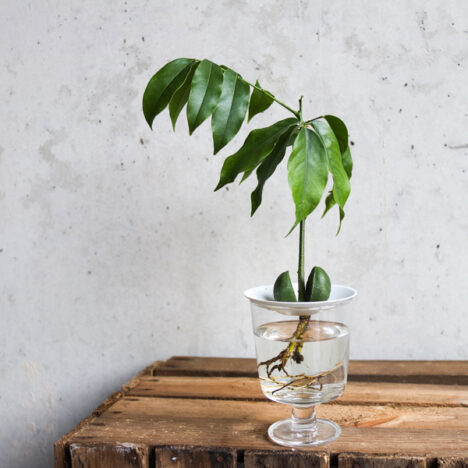 Porcelain Germination & Propagation Plate size L