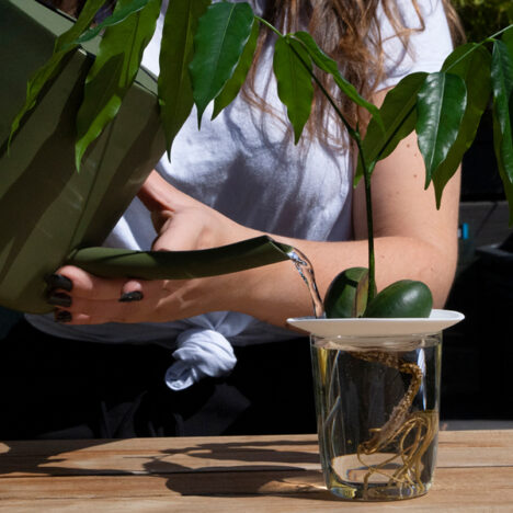 Porcelain Germination & Propagation Plate size L