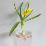 Porcelain Germination & Propagation Plate size S - Botanopia