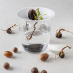 Porcelain Germination & Propagation Plate size S - Botanopia