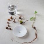 Porcelain Germination & Propagation Plate size S - Botanopia