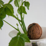 Porcelain Germination & Propagation Plate size S - Botanopia