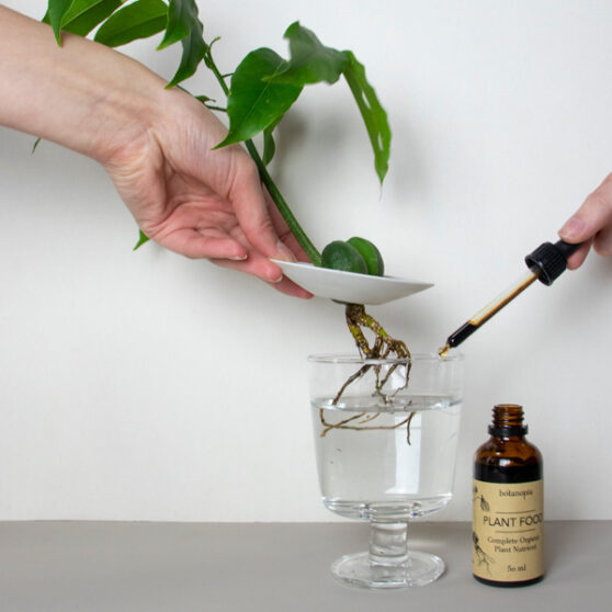 How to grow lychee pits into plants - Botanopia